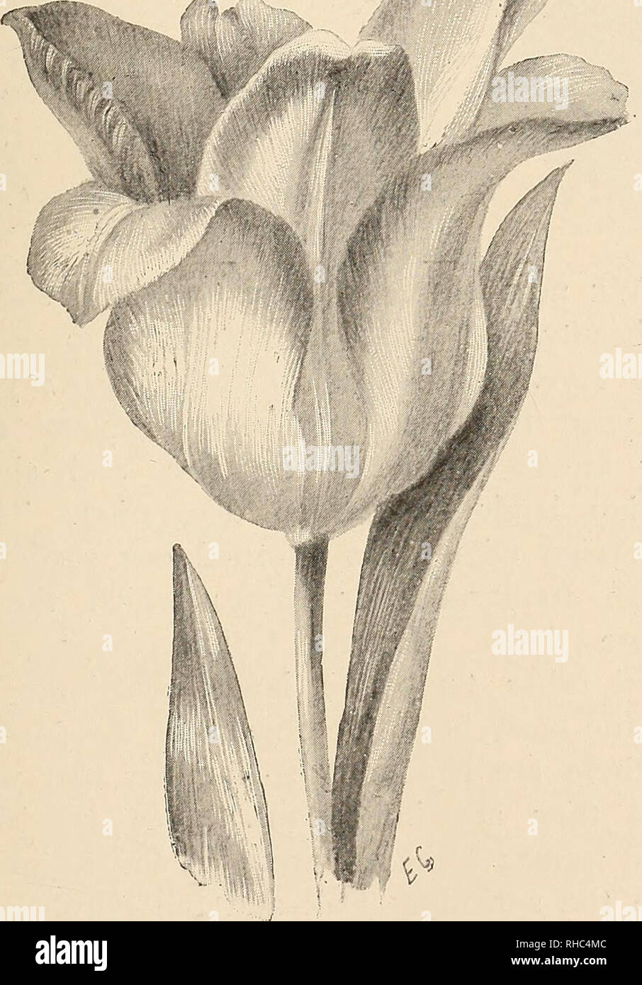 Vallota purpurea scarborough lily hi-res stock photography and images ...