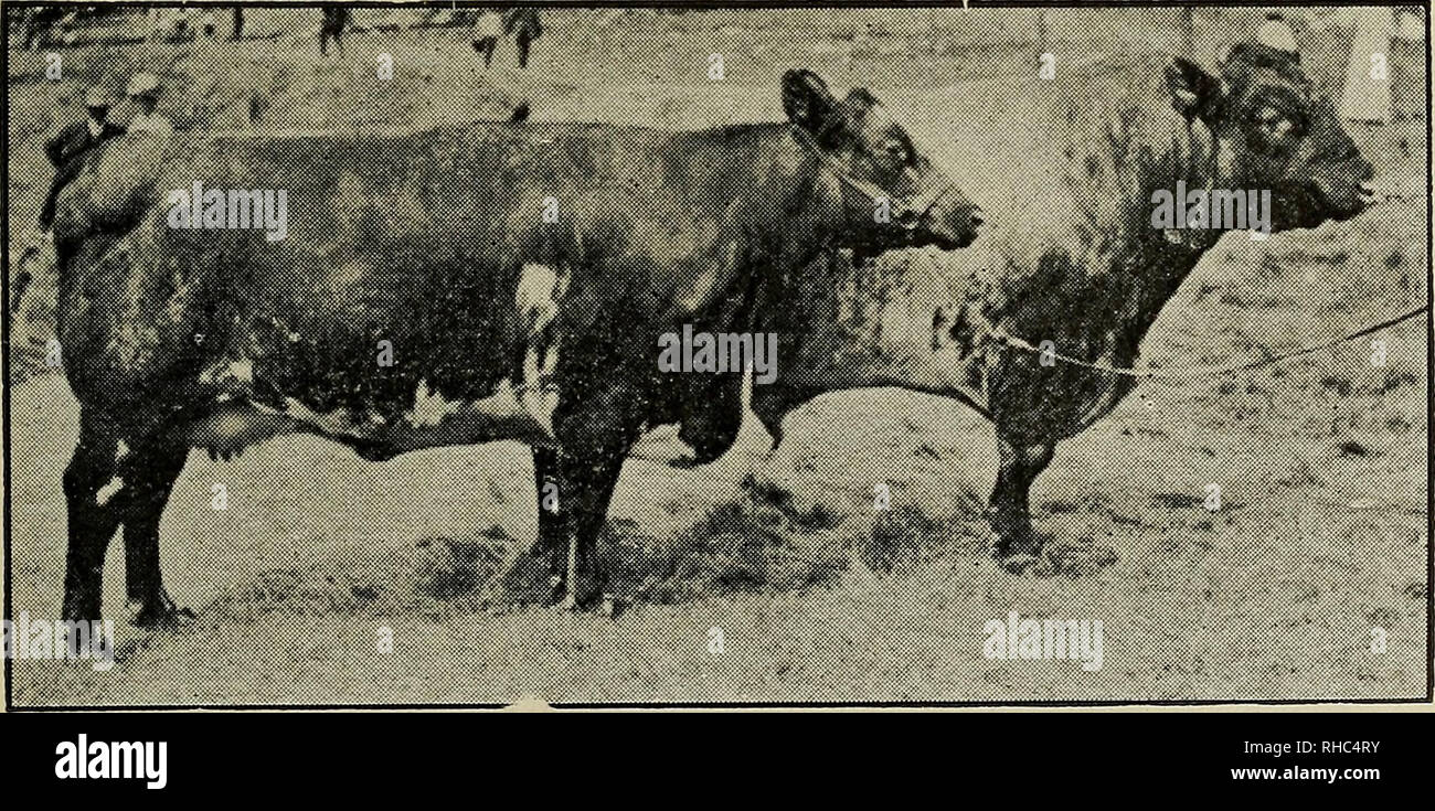 Durham shorthorn cattle hi-res stock photography and images - Alamy