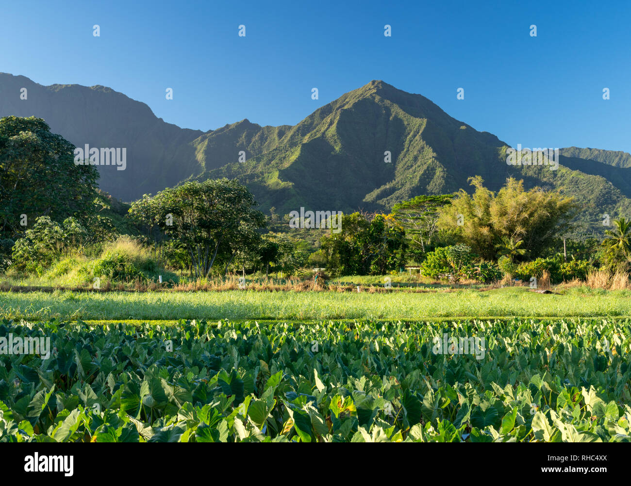 Taro leaves frame the Na Pali mountains in Kauai Stock Photo - Alamy