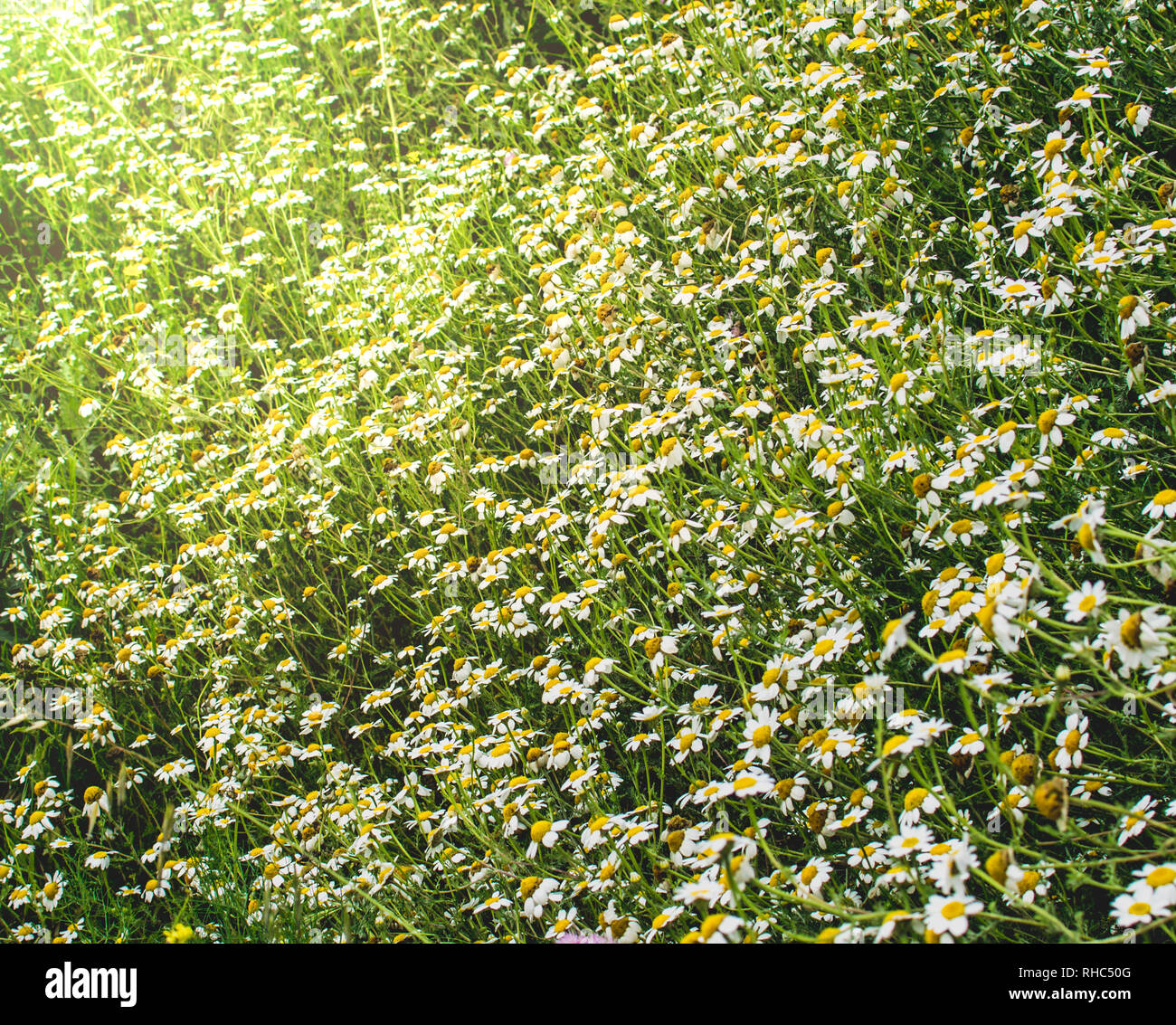 Field with many daisies background. Spring grass garden Stock Photo - Alamy
