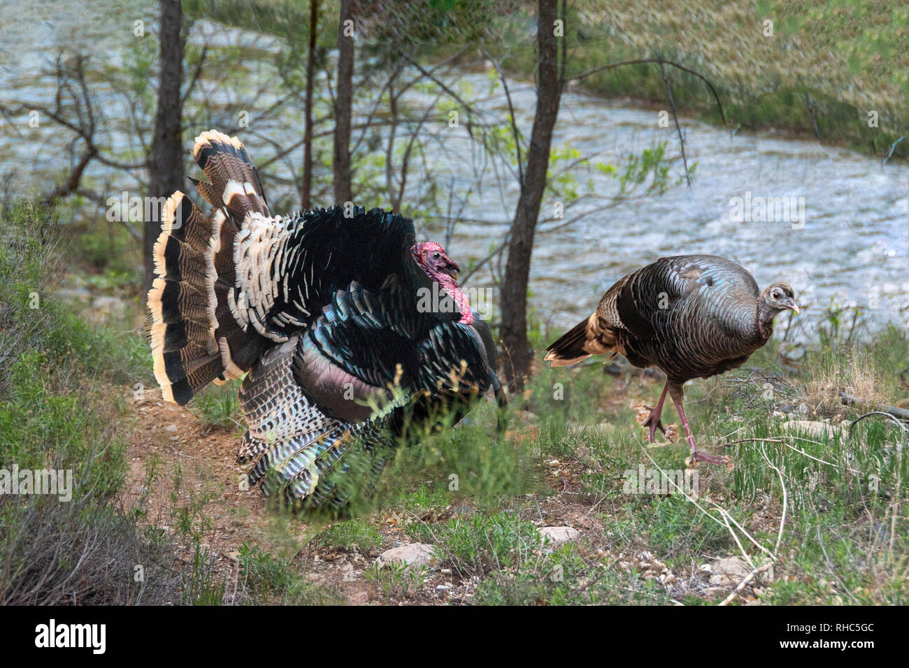 Chicken pecking order hi-res stock photography and images - Alamy
