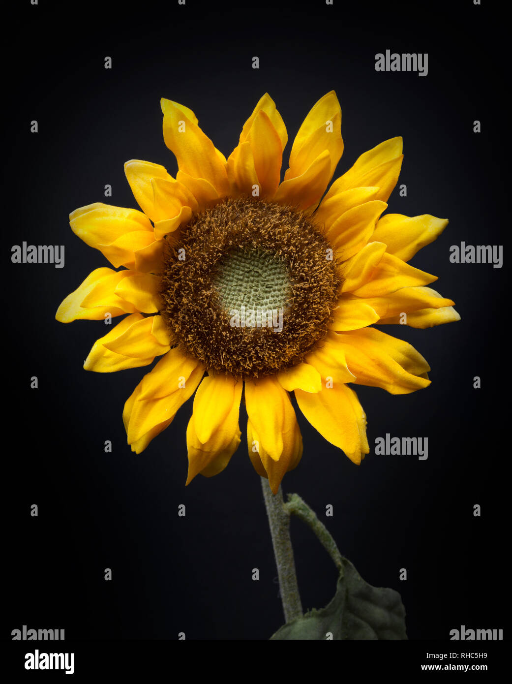 Single close-up yellow daisy sunflower on black dark colored backdrop ...