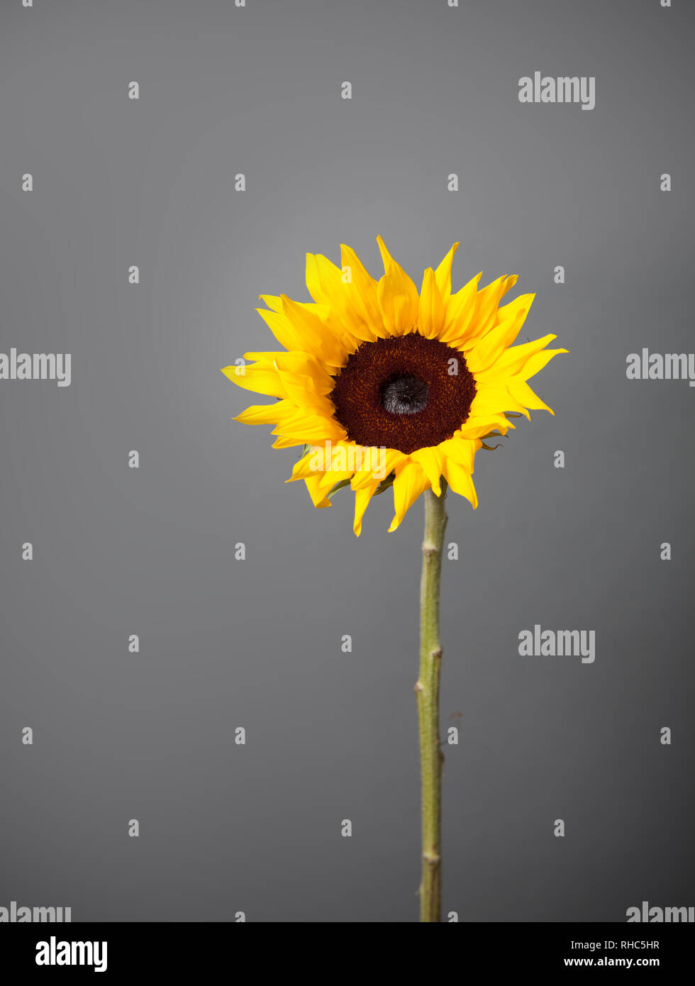 Daisy seed head hi-res stock photography and images - Alamy