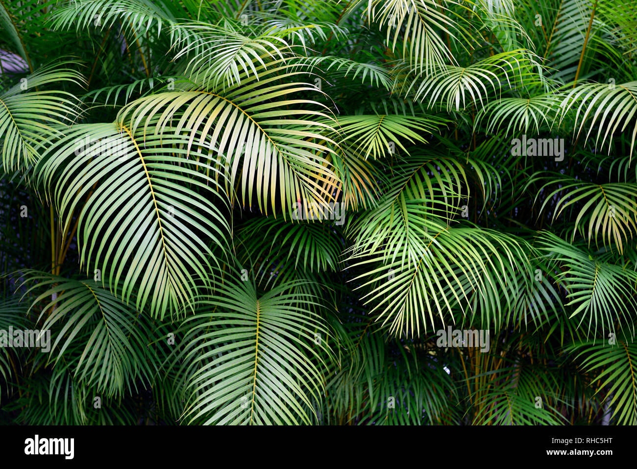 Lush wall of green tropical palm frond leaves with exotic shapes and ...