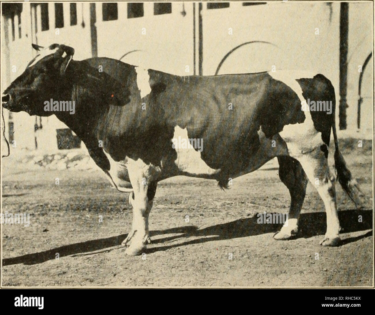 . The book of live stock champions. Livestock. SHORTHORN BULL ...