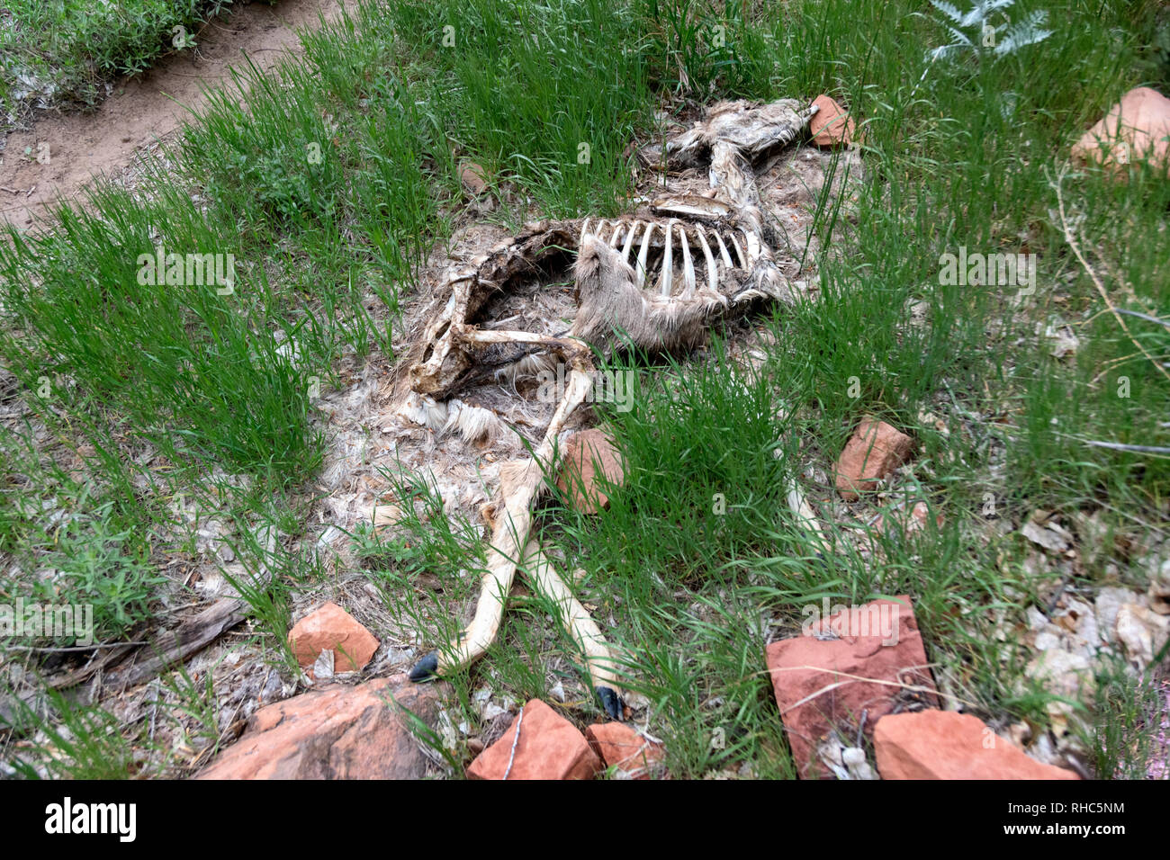 Body anatomy lying down hi-res stock photography and images - Alamy