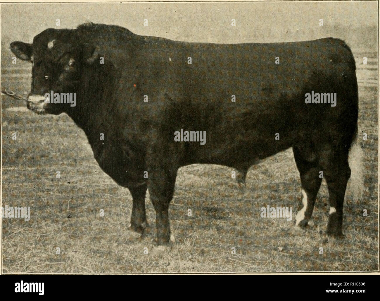 South down polled sheep hi-res stock photography and images - Alamy