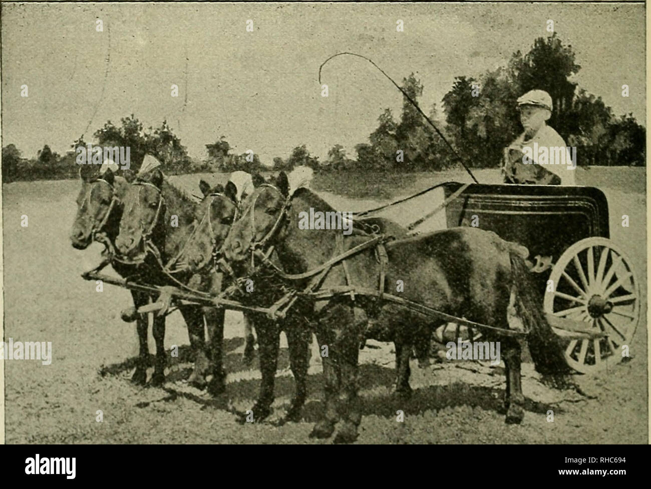 Shetland ponies in harness hi-res stock photography and images - Alamy