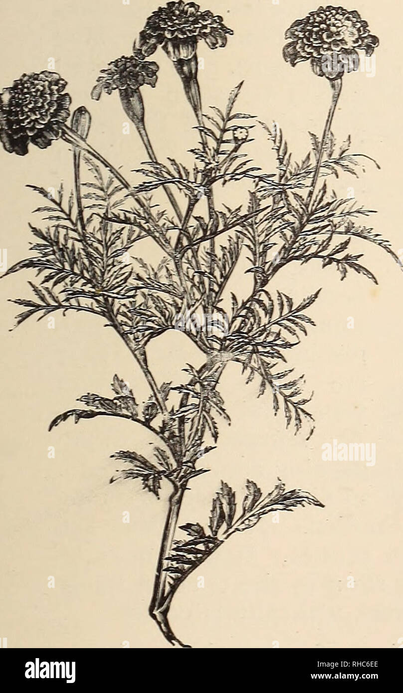 Sowm hi-res stock photography and images - Alamy