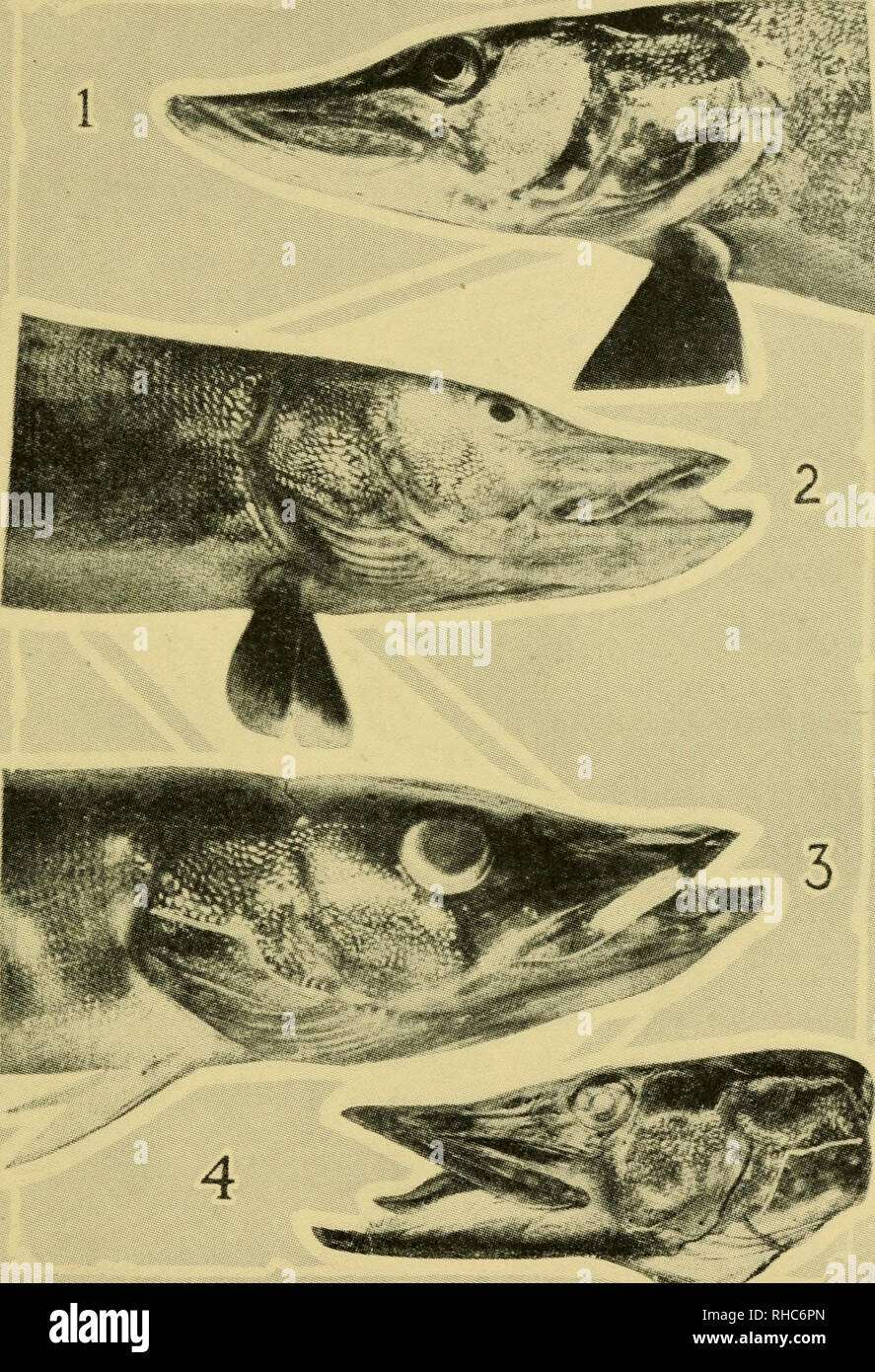 Pickerel scales hi-res stock photography and images - Alamy