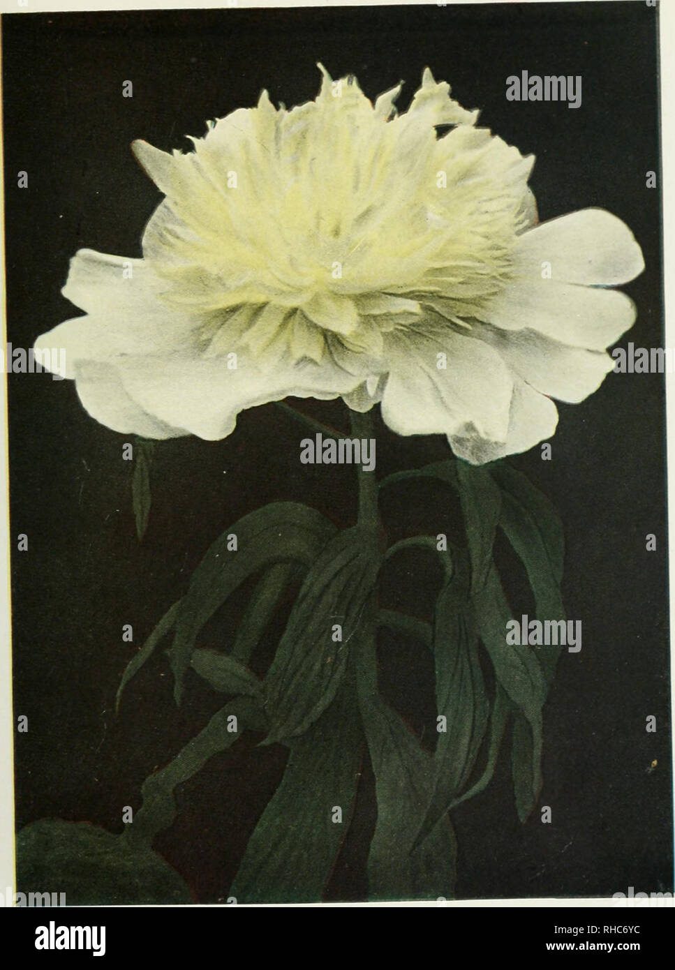 Alice harding peony hi-res stock photography and images - Alamy