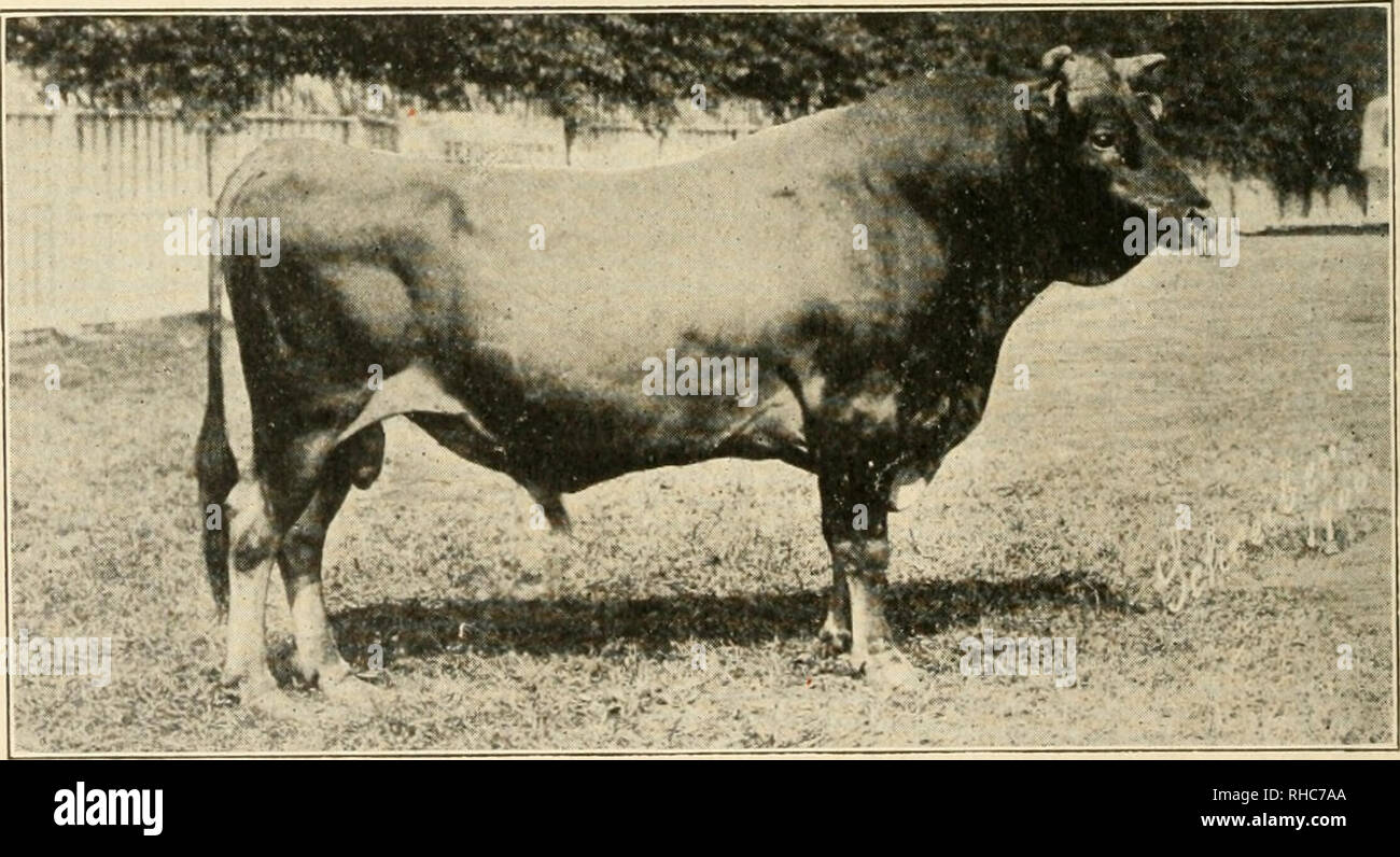 . The book of live stock champions. Livestock. CLYDESDALE FILLY—LADY ...