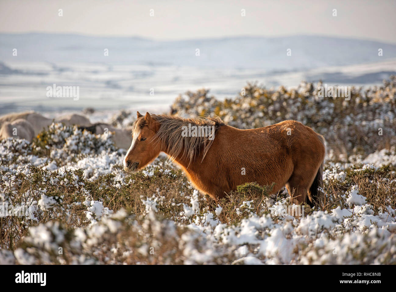 Swansea, UK. 01st Feb, 2019. Horses in the snow on the top of Cefn Bryn ...