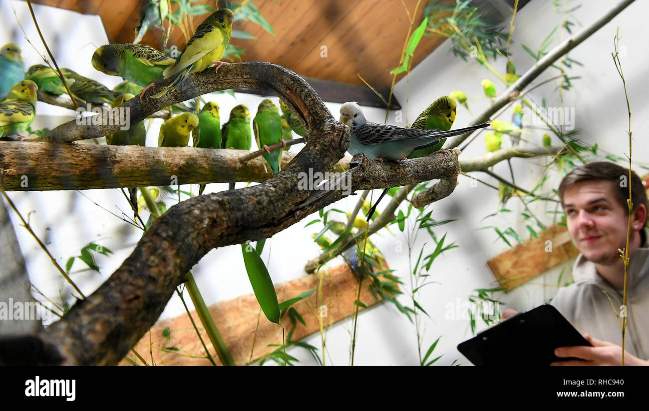 Large animal being weighed hi-res stock photography and images - Alamy