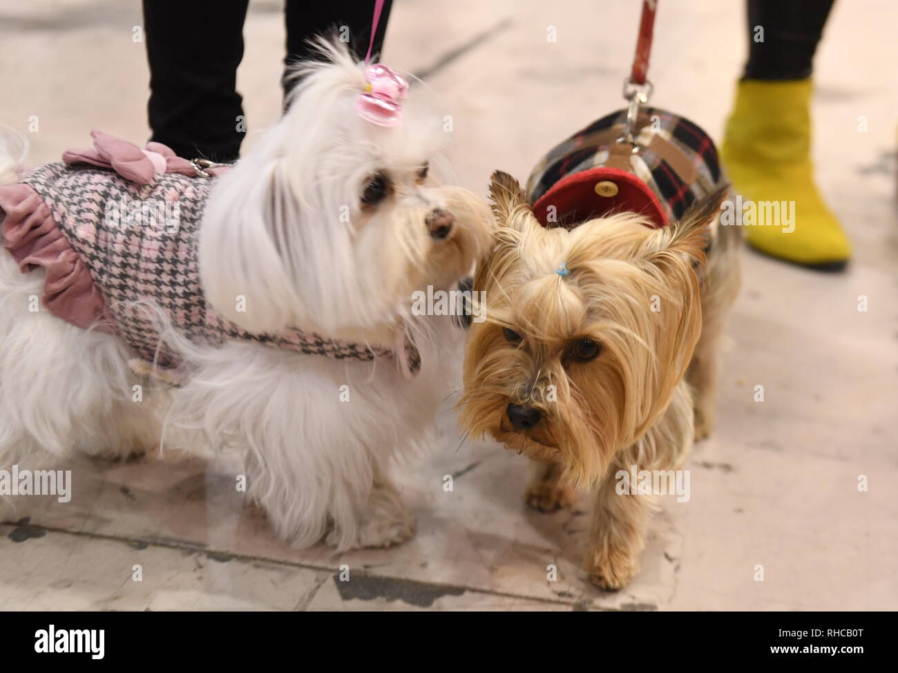 Lisbon, Portugal. 1st Feb, 2019. Pet dogs are seen on the Lisbon Pet ...