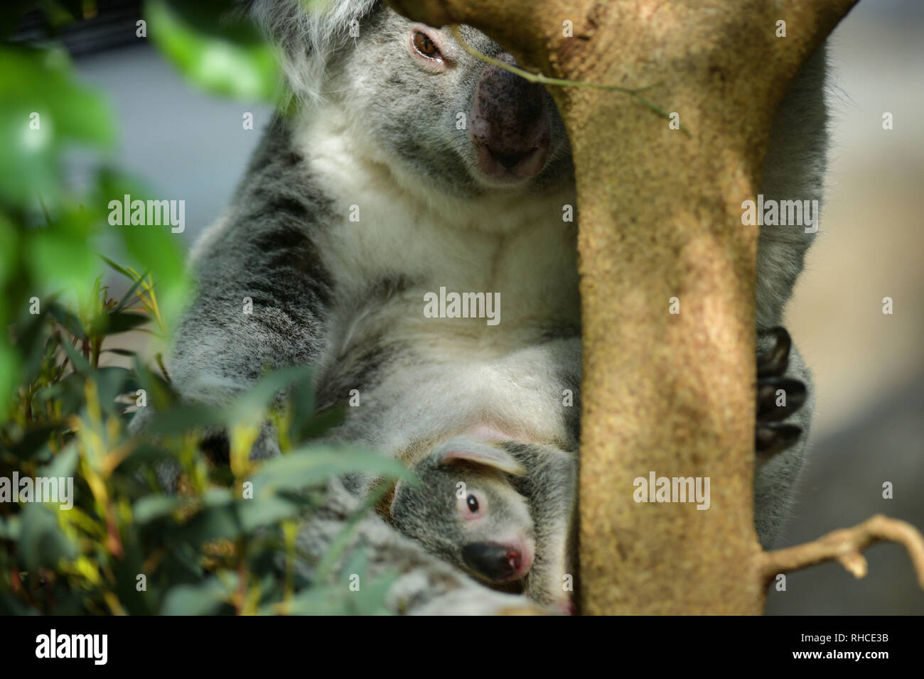 Koala Joey High Resolution Stock Photography and Images - Alamy