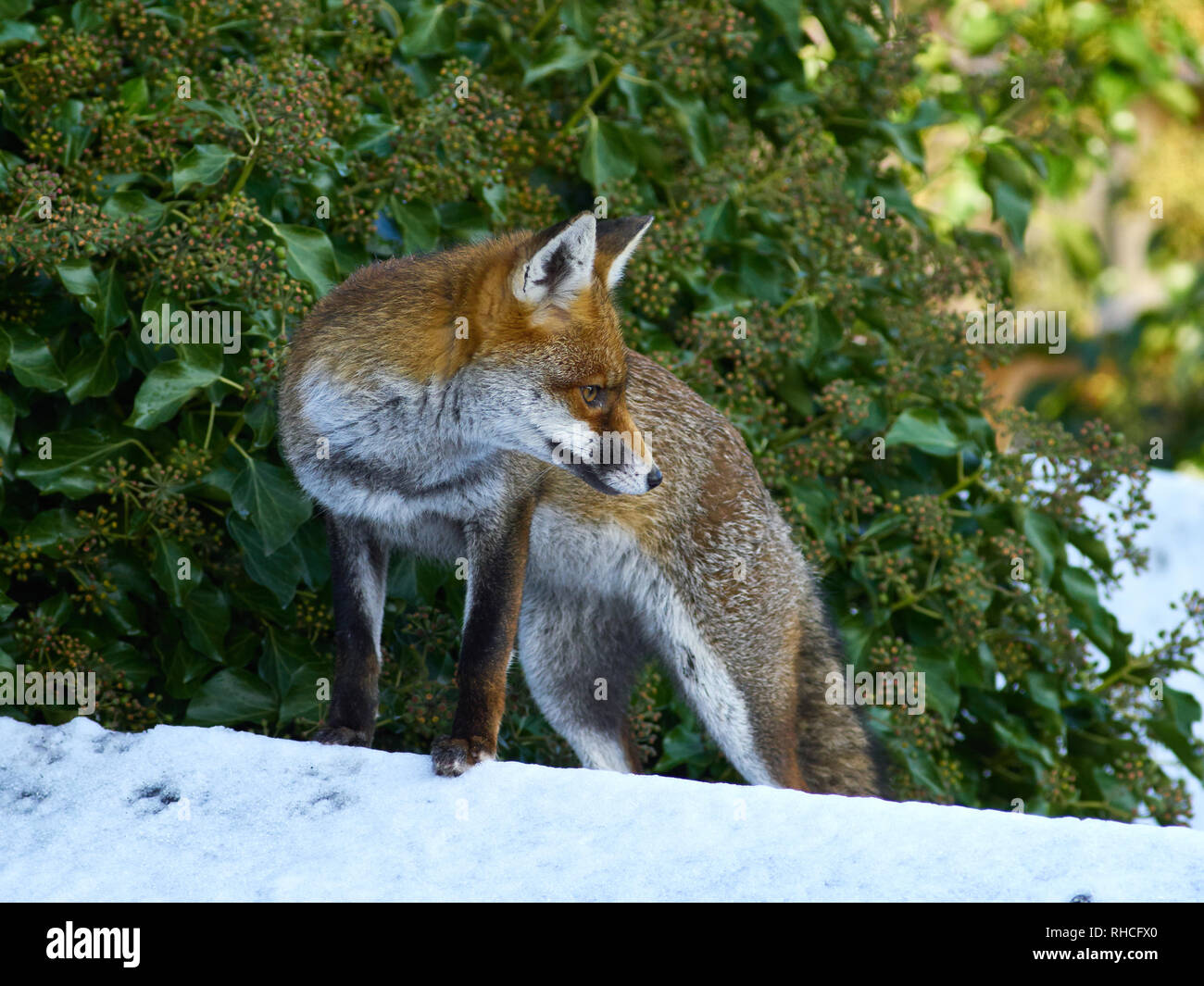 Fox news camera hi-res stock photography and images - Alamy