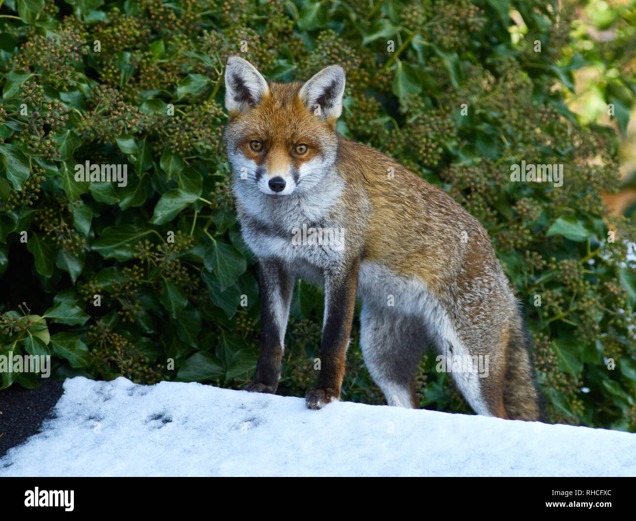 Suburban fox hi-res stock photography and images - Alamy