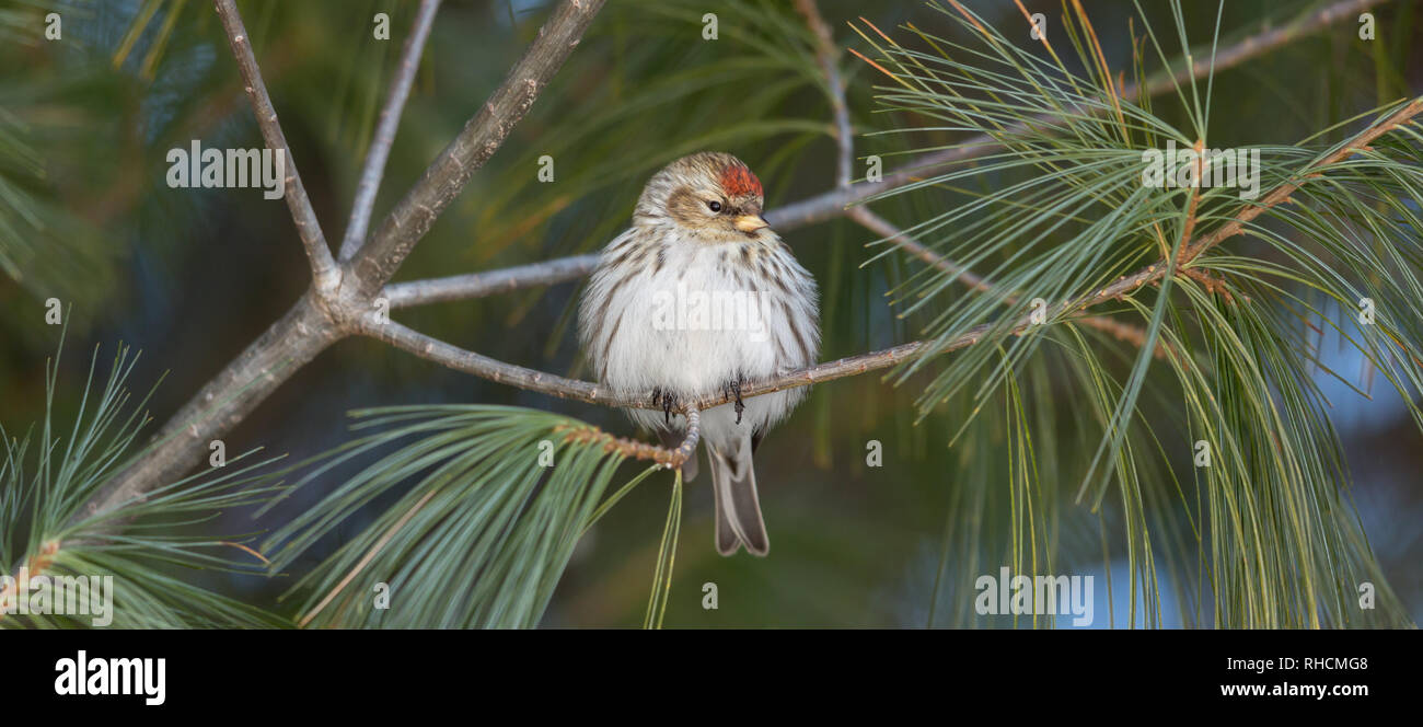 Fluffing feathers hi-res stock photography and images - Alamy