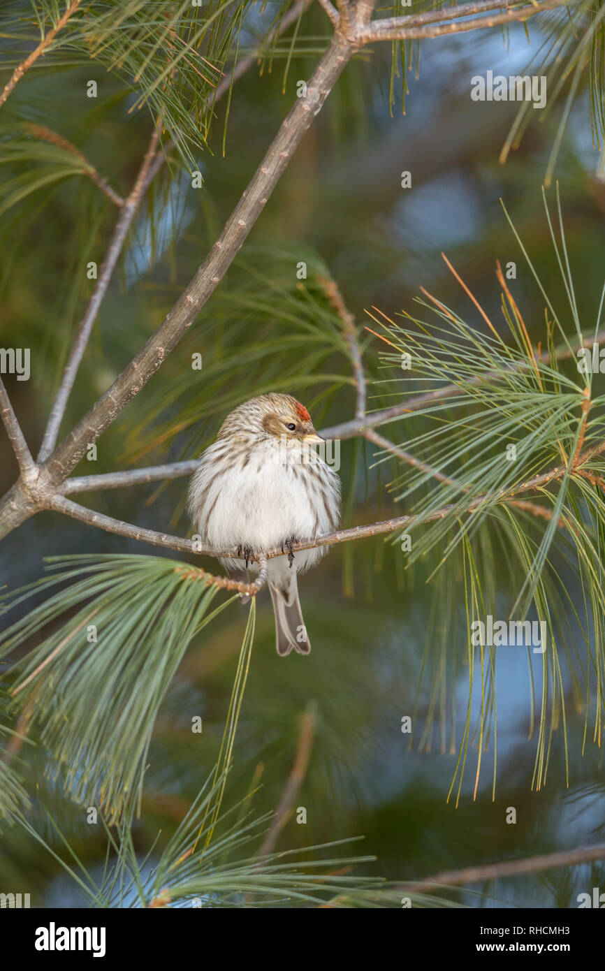 Fluffing up its feathers hi-res stock photography and images - Alamy