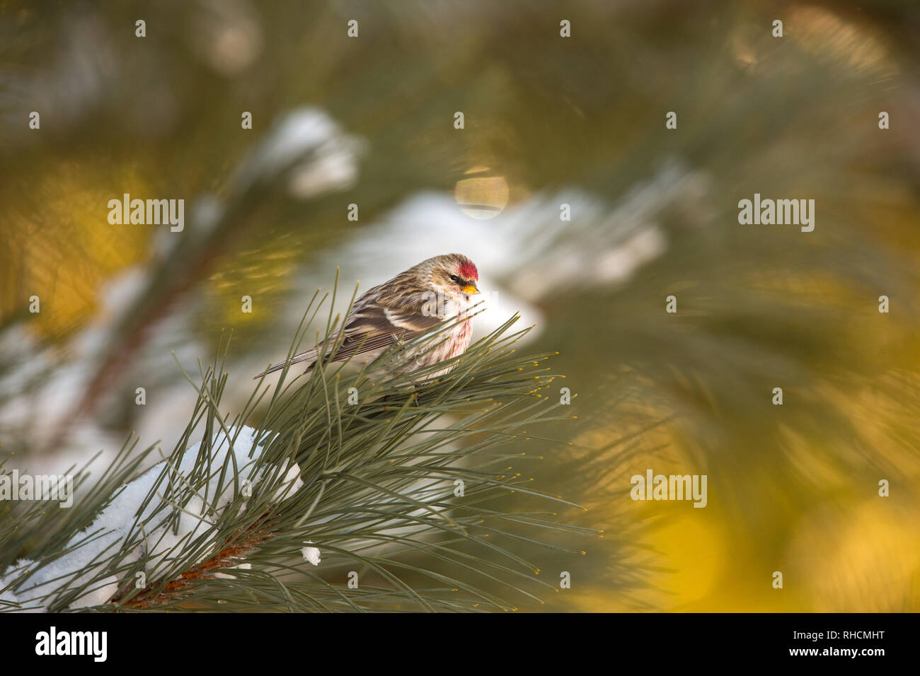 Redpoll in pine tree hi-res stock photography and images - Alamy