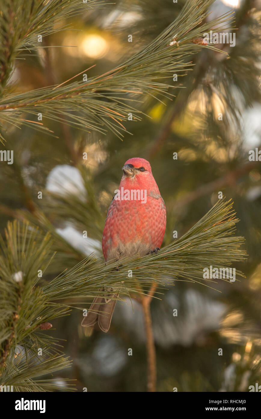 Male pine grosbeak in northern Wisconsin Stock Photo - Alamy