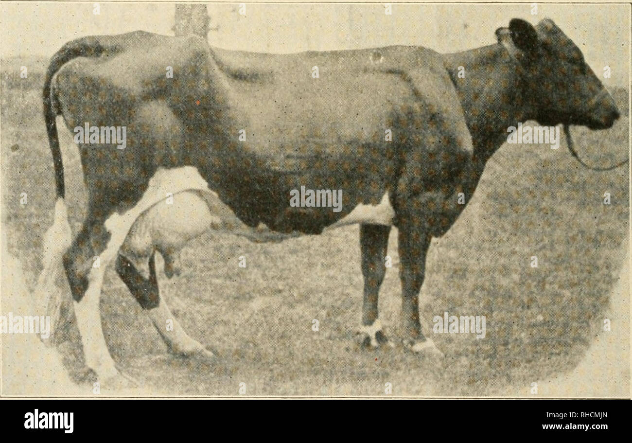 . The book of live stock champions. Livestock. SHORTHORN HEIFER—MISSIE ...
