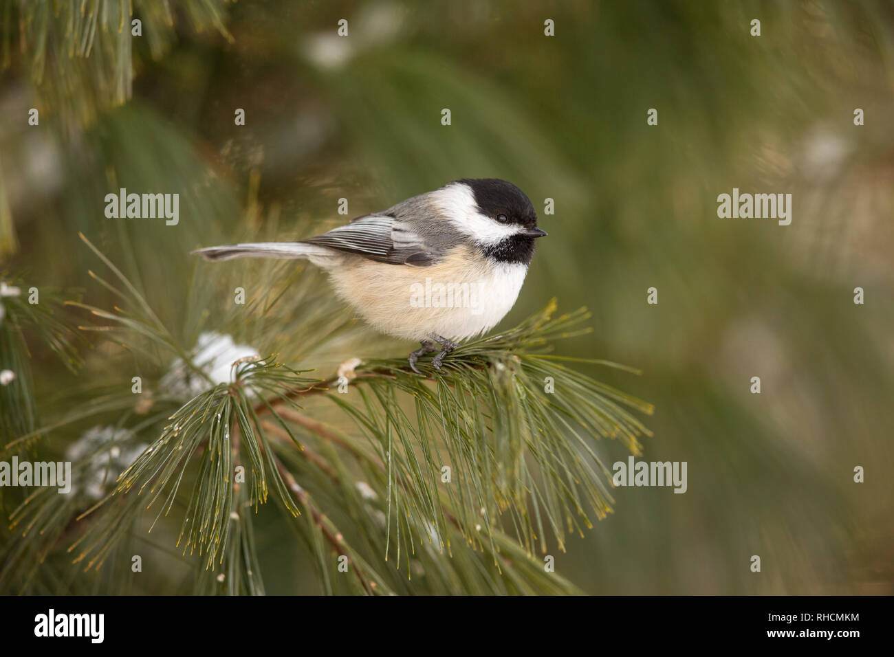 Chickadee on pine branch hi-res stock photography and images - Alamy