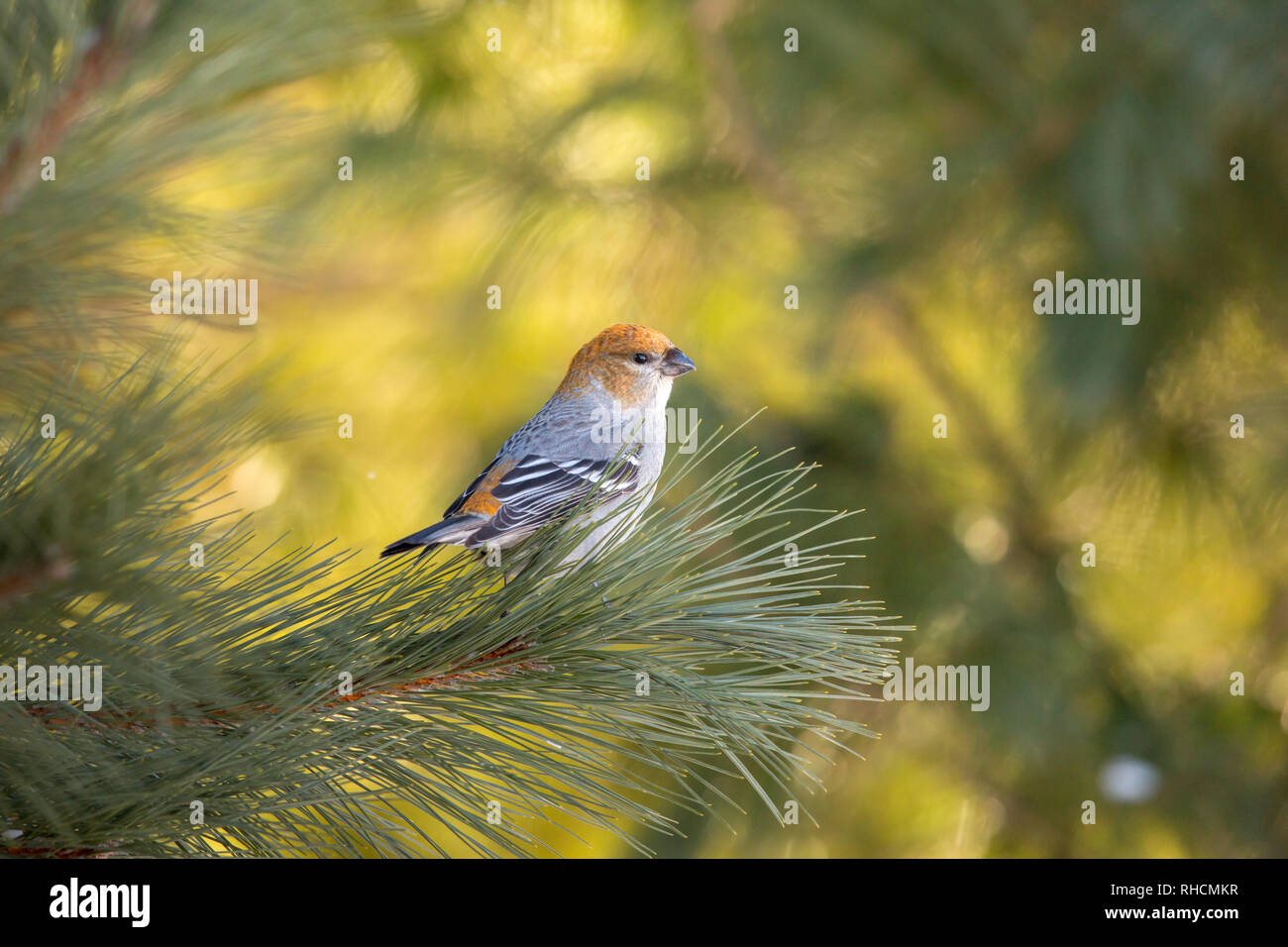 Beautiful female pine grosbeak hi-res stock photography and images - Alamy