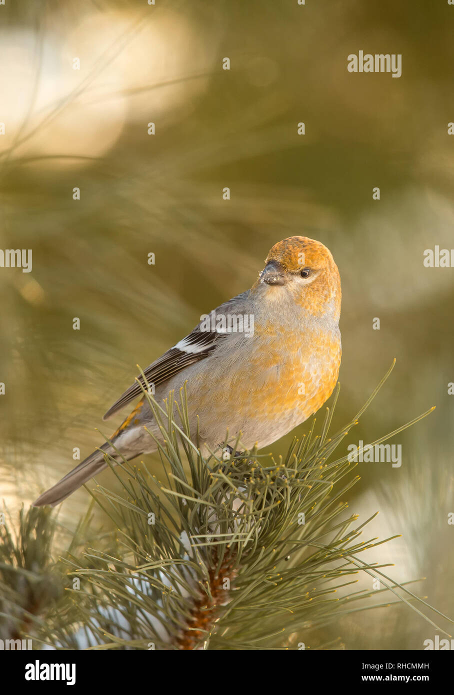 Female pine grosbeak in northern Wisconsin Stock Photo - Alamy