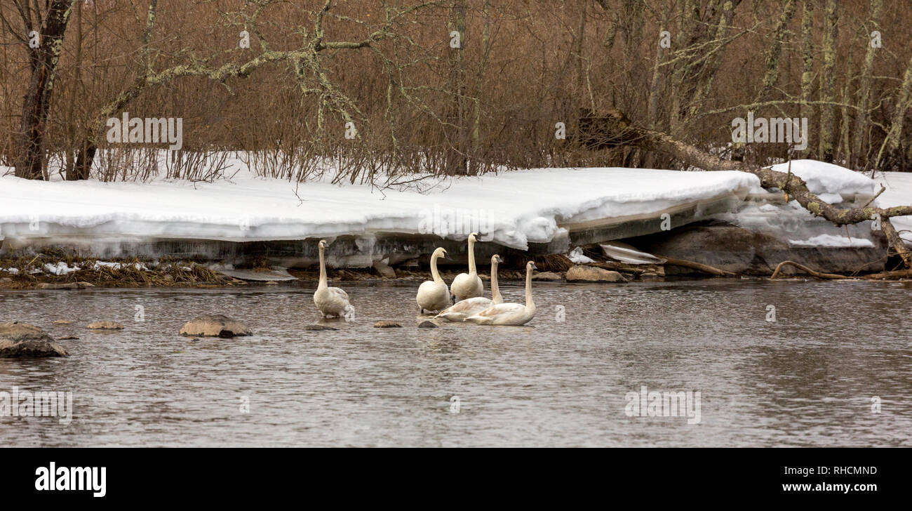 Trumpeter swan on the Chippewa River in northern Wisconsin Stock Photo ...