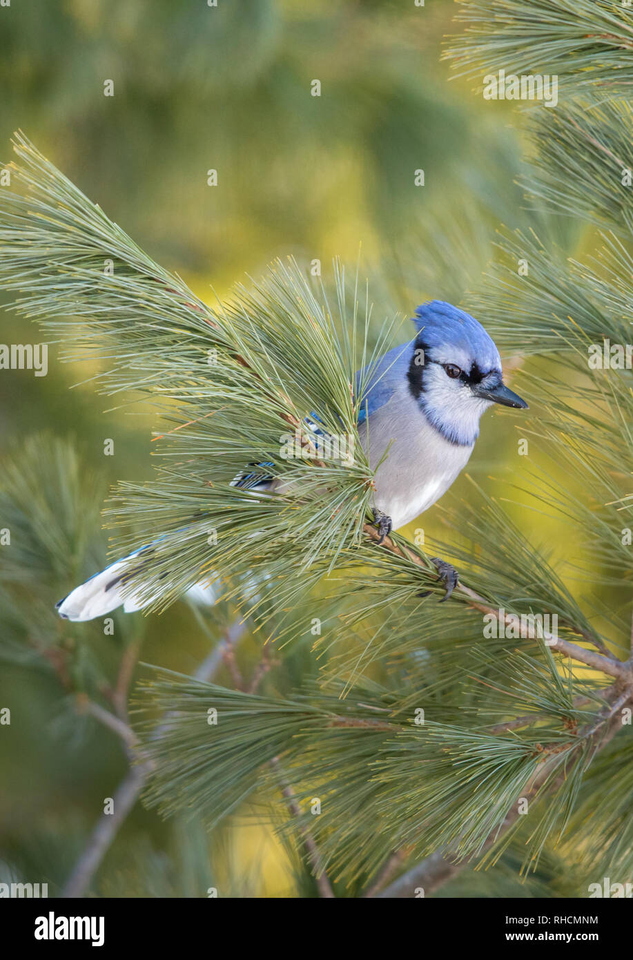 Blue Jay Winter Stock Photos & Blue Jay Winter Stock Images - Alamy