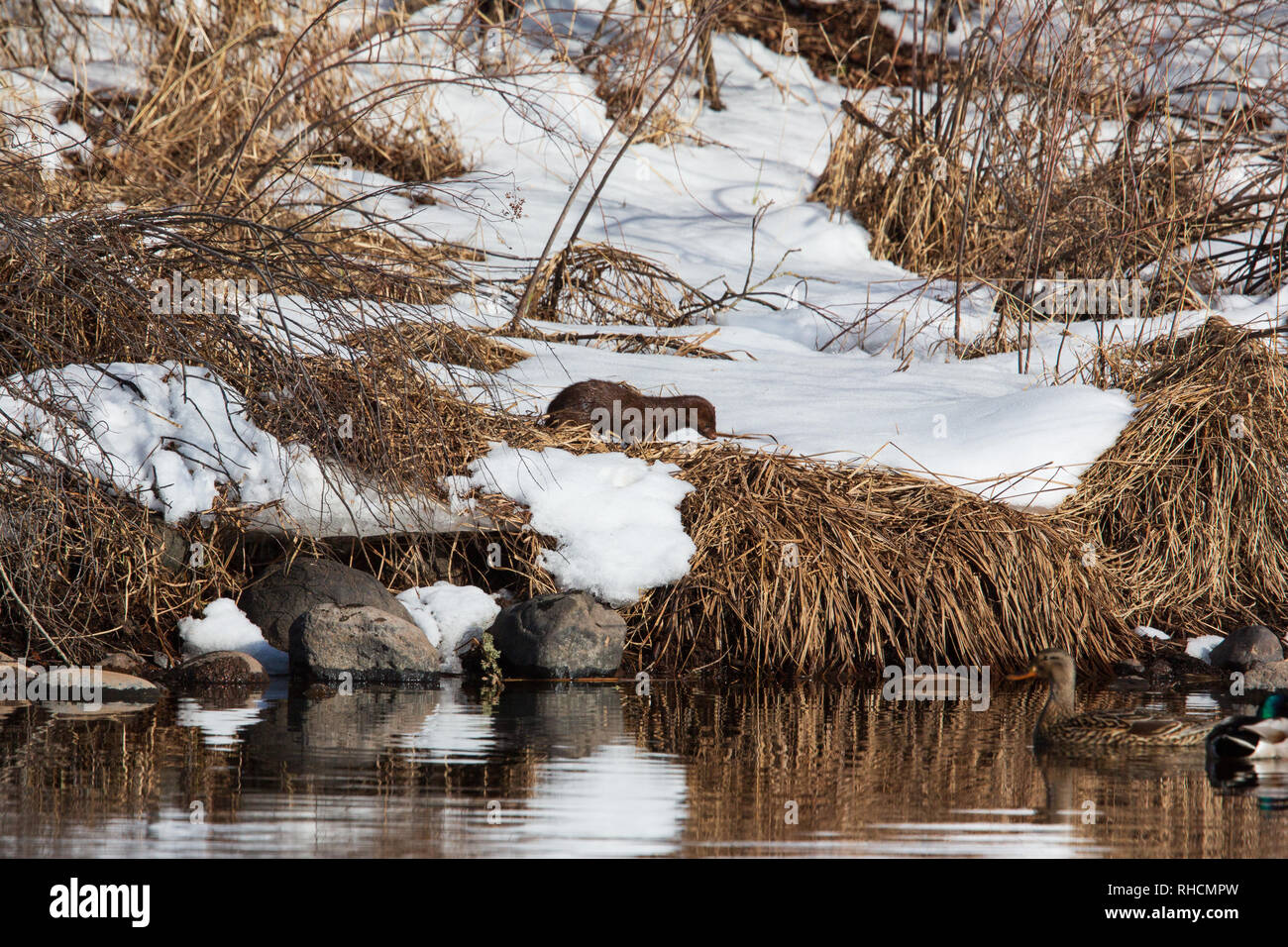 American mink hunting along the banks of the Chippewa River in northern ...