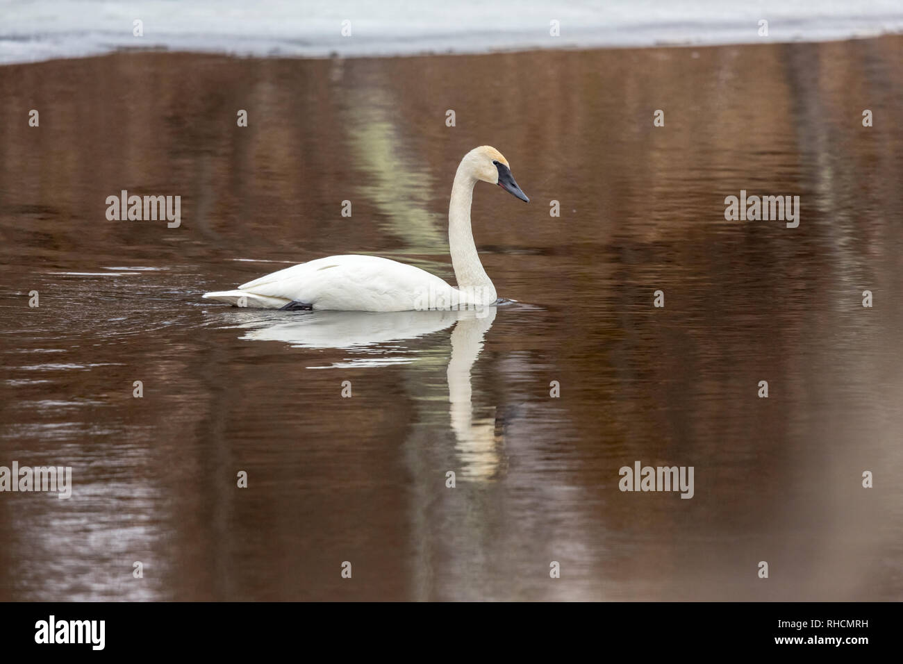 Trumpeter swan on the Chippewa River in northern Wisconsin Stock Photo ...