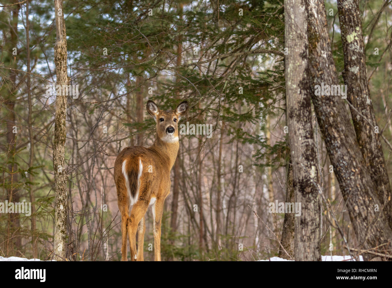 White-tailed deer looking back at the edge of a northern Wisconsin ...
