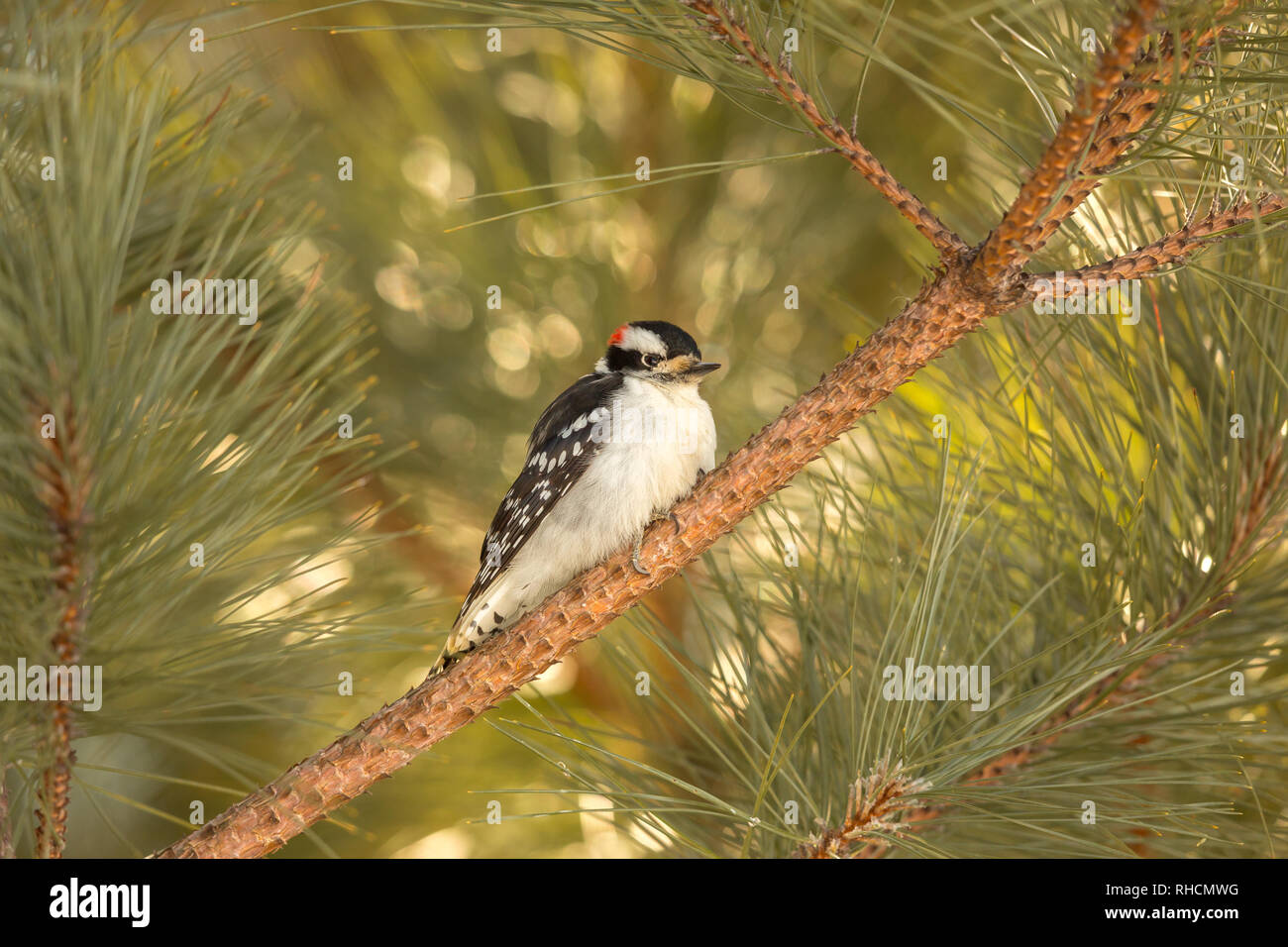 American downy woodpecker hi-res stock photography and images - Alamy