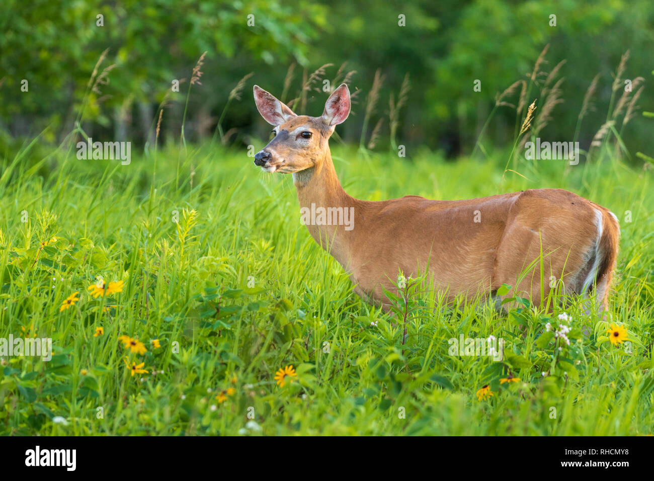 White-tailed doe browsing in a northern Wisconsin meadow Stock Photo ...