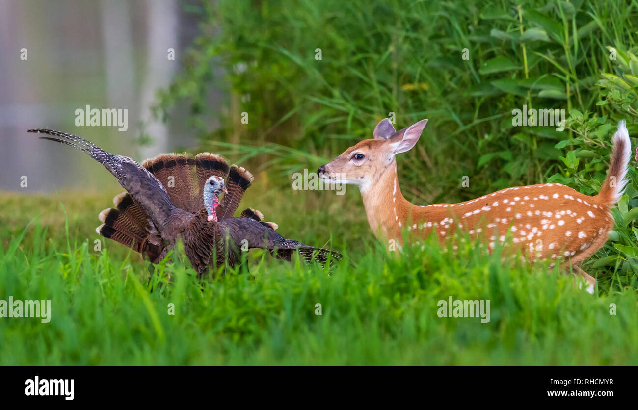Fawn feathers hi-res stock photography and images - Alamy