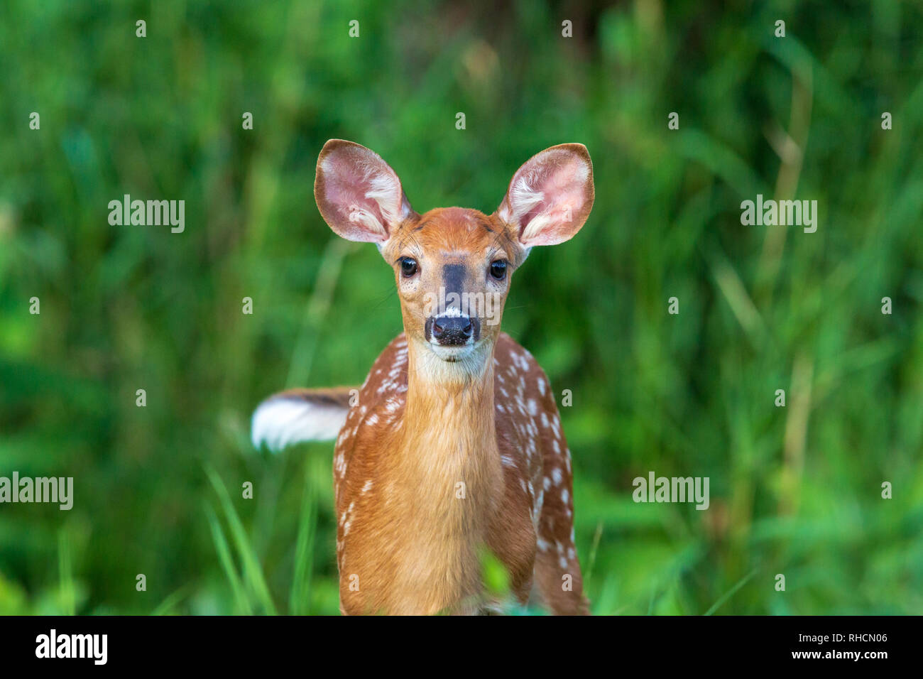 White-tailed fawn in a summer field Stock Photo - Alamy