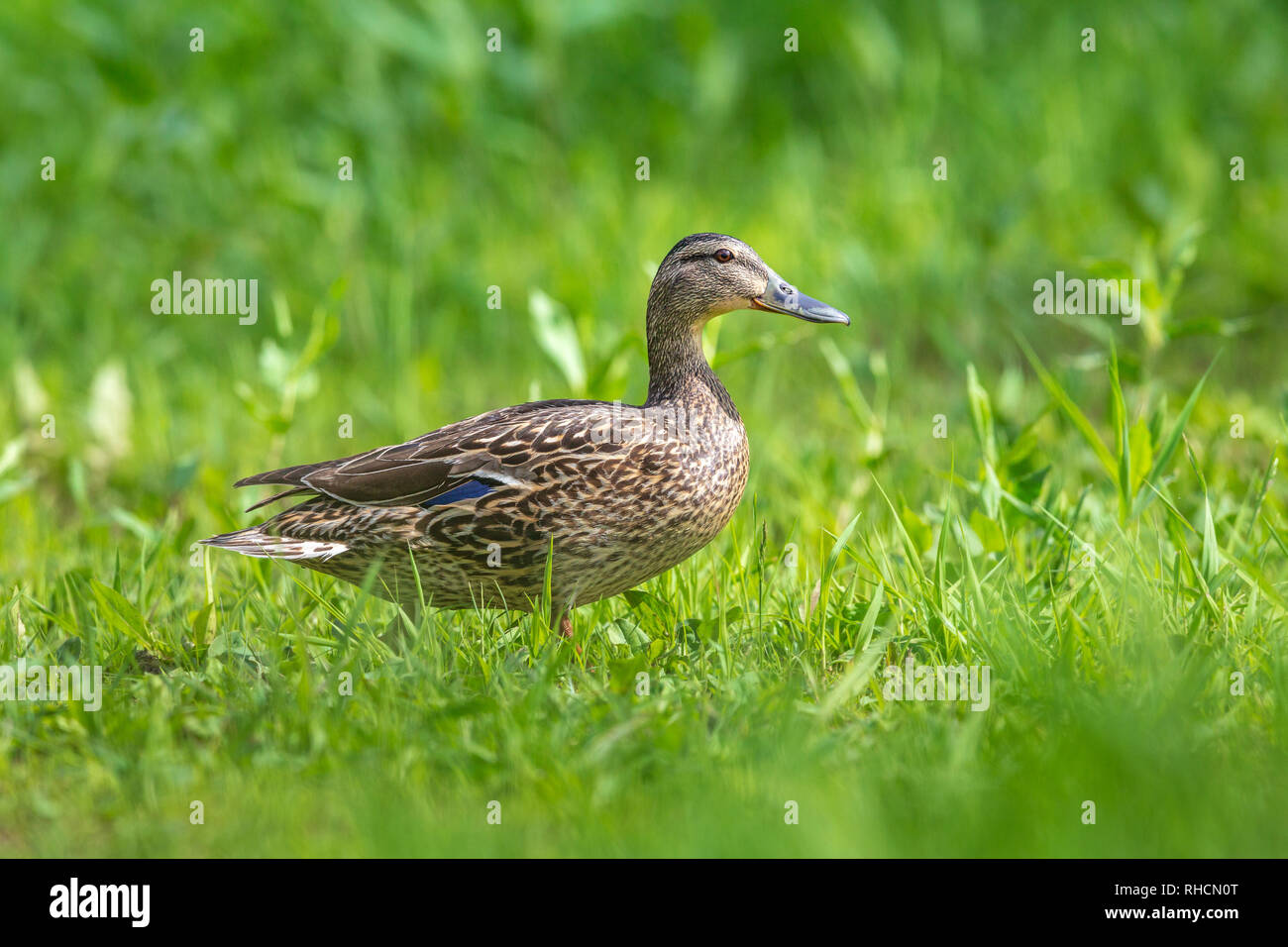 Plain duck mallard hen hi-res stock photography and images - Alamy