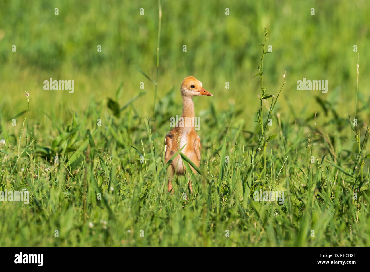 Sandhill crane colt in a northern Wisconsin field Stock Photo - Alamy