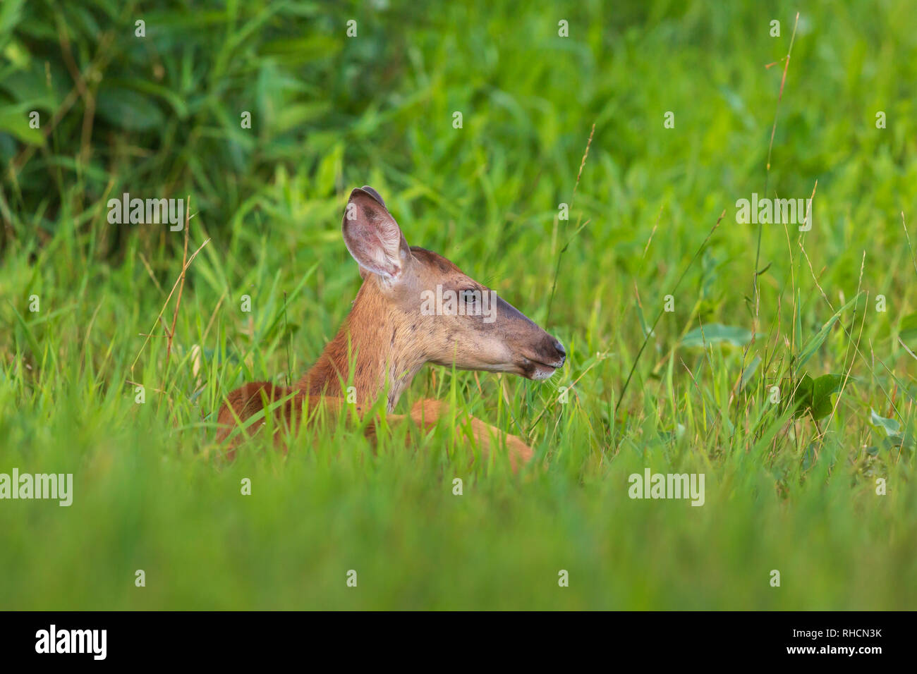 Deer bedded down in wilderness hi-res stock photography and images - Alamy