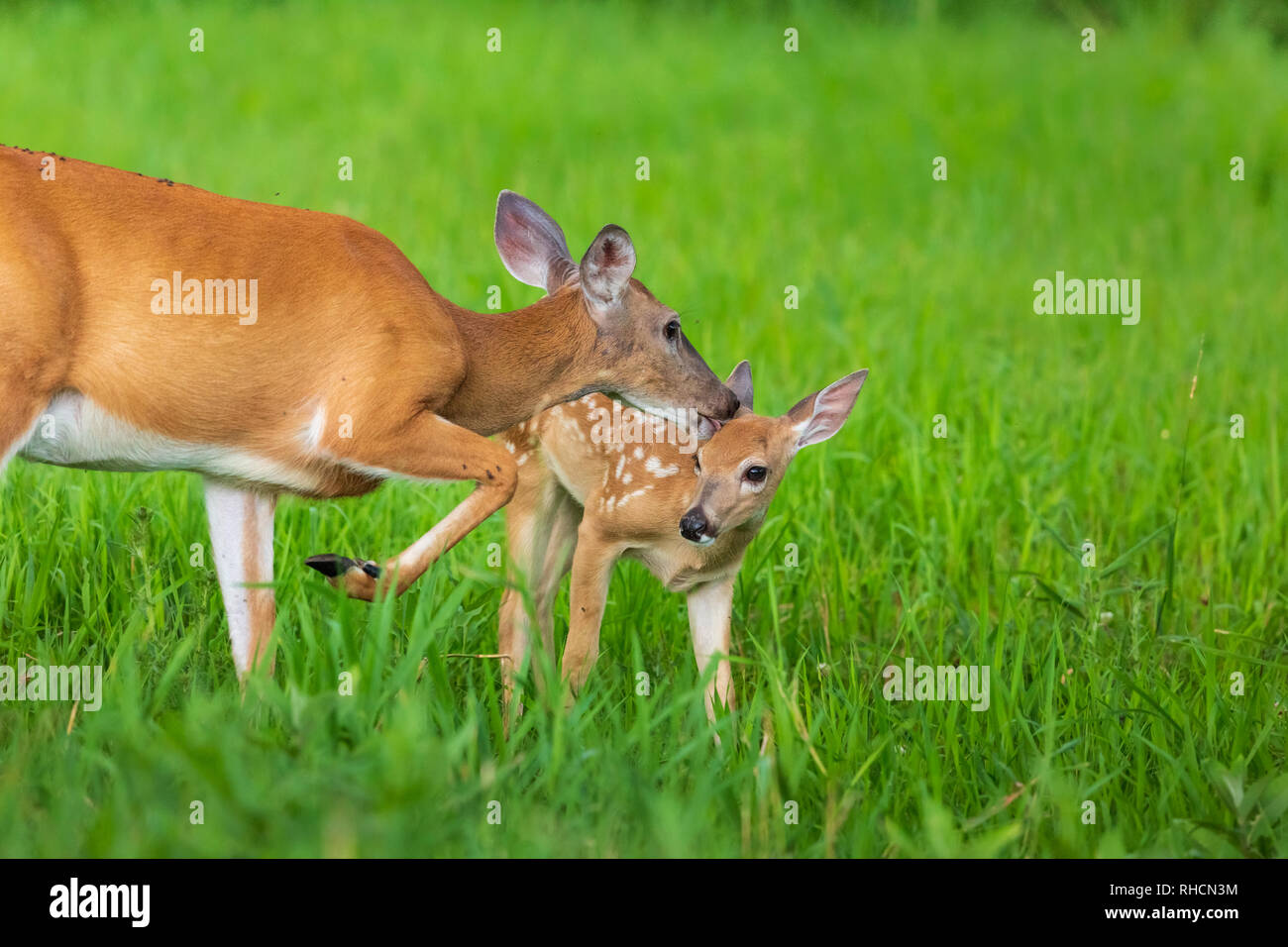 White-tailed doe and her fawn in a summer meadow Stock Photo - Alamy