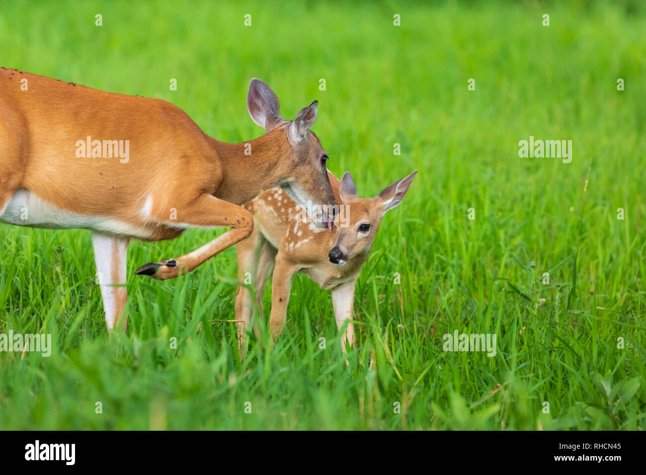 White-tailed doe and her fawn in a summer meadow Stock Photo - Alamy