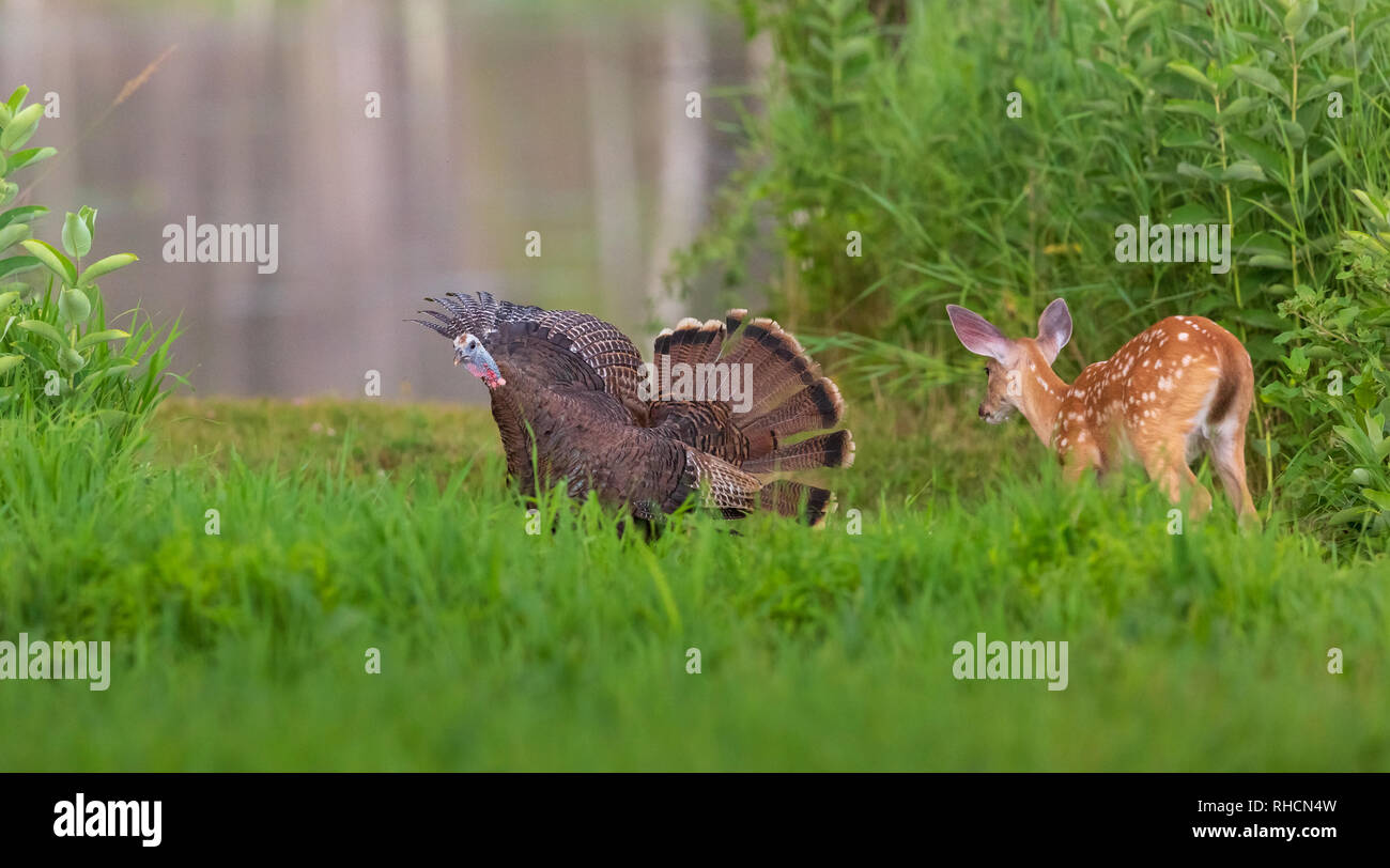 Hen turkey fans her tail in an encounter with a white-tailed fawn Stock ...