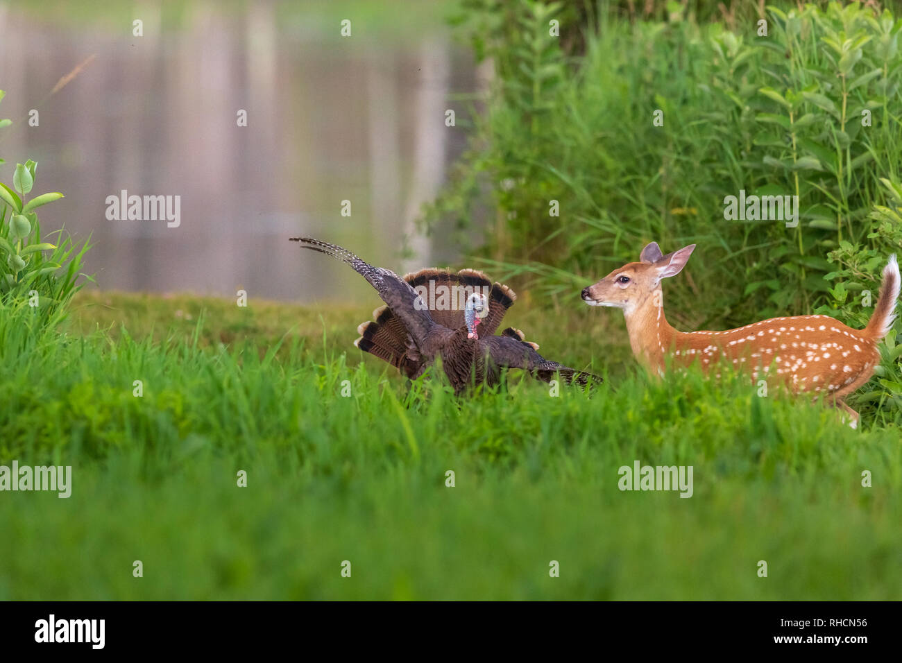 Hen turkey fans her tail in an encounter with a white-tailed fawn Stock ...