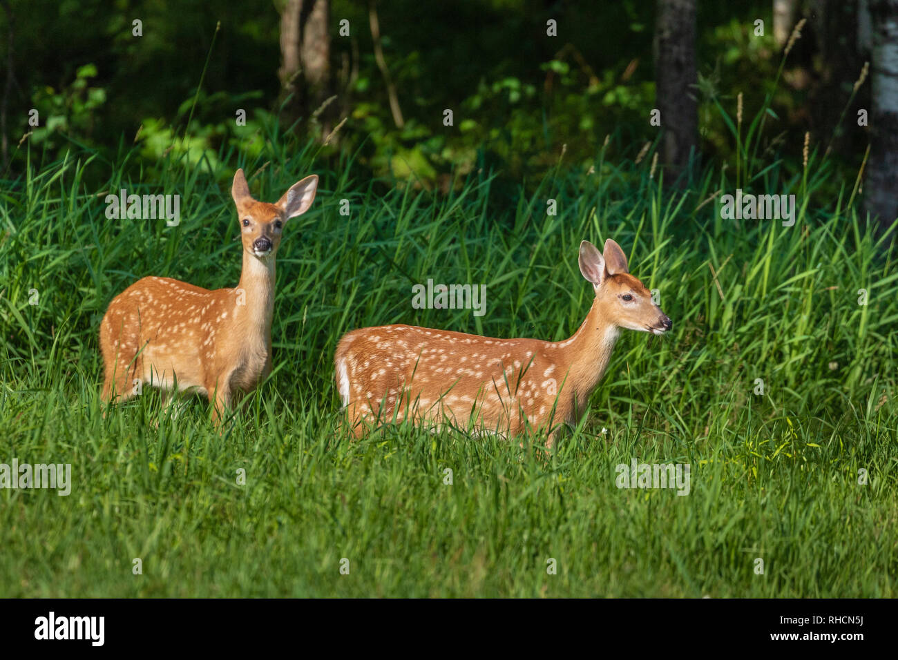White-tailed fawns walking in a northern Wisconsin meadow Stock Photo ...