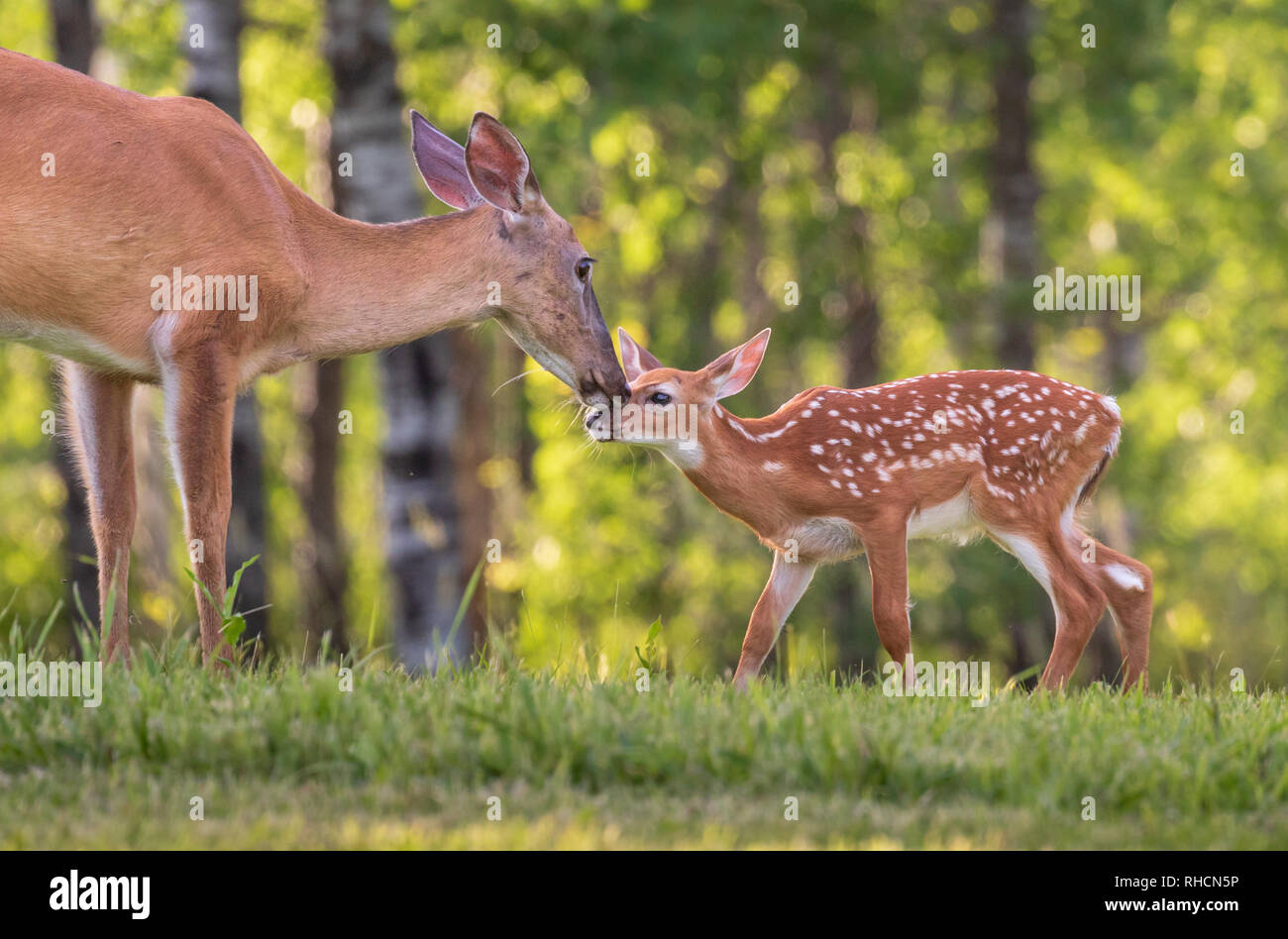 White-tailed doe and her fawn in a northern in a summer meadow Stock ...