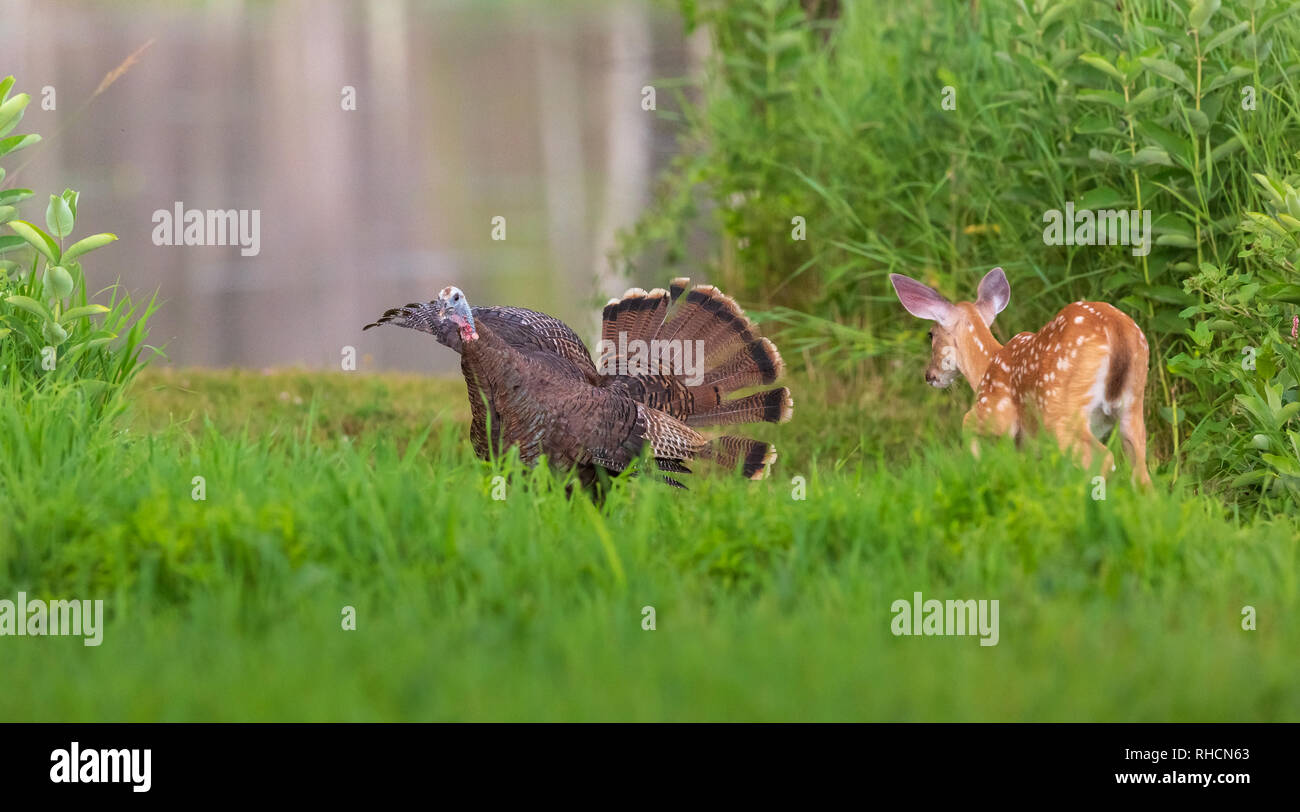 Hen turkey fans her tail in an encounter with a white-tailed fawn Stock ...