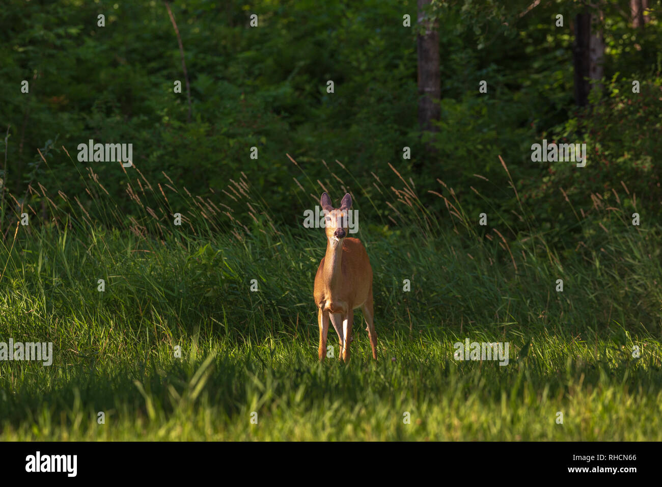 White-tailed doe feeding in a summer meadow Stock Photo - Alamy